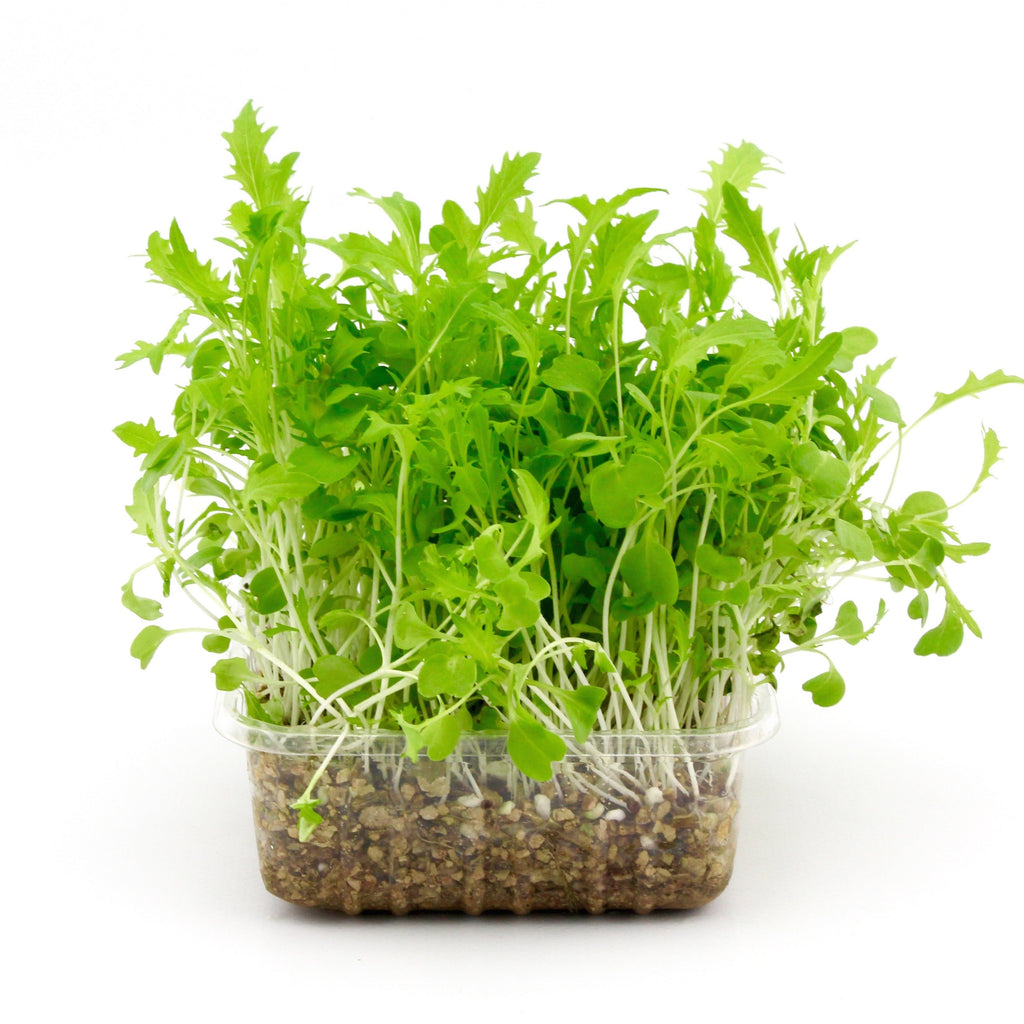 Micro Herbs Mizuna (Punnet) – Bundlfresh