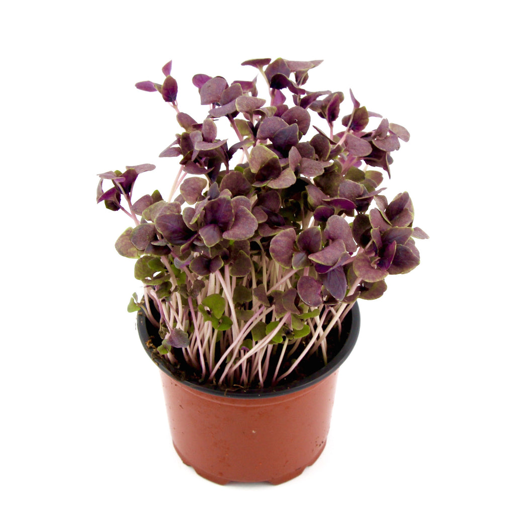 Micro Herbs Basil Red (Punnet) – Bundlfresh