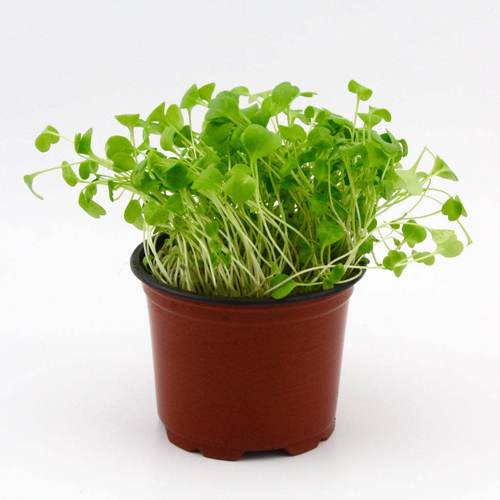 Micro Herbs Roquette (Punnet) – Bundlfresh